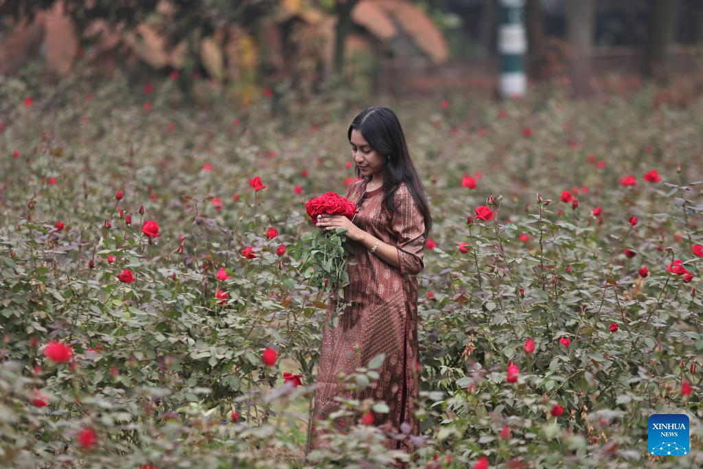 Roses in full blossom in Dhaka, Bangladesh-Xinhua